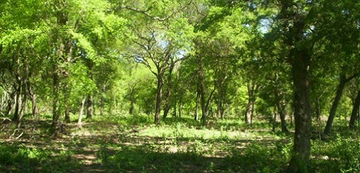 “Trabajamos en el enriquecimiento de los bosques nativos” – Radio Nacional