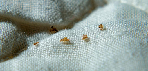 Todo lo que necesitas saber sobre las ladillas – Radio Nacional